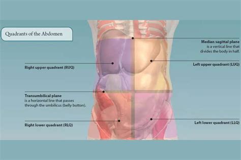 Abdominal Quadrants And Organs Help You Read Your Body Better The