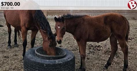 Weanling Filly Well Bred Weve Raised Several Brothers And Sisters To