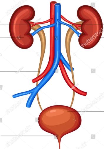 Excretory System Clipart