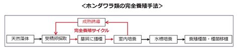 岡部ホンダワラ類の完全養殖技術確立磯焼け対策などに効果 日刊鉄鋼新聞 Japan Metal Daily