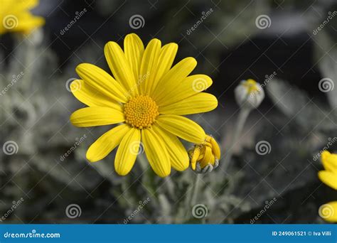 Gray Leaf Eurypos Silver Star Stock Image Image Of Botany Daisy