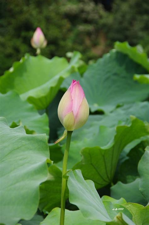 雨荷：沧海月明珠有泪，蓝田日暖玉生烟 搜狐大视野 搜狐新闻