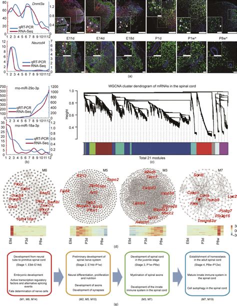 Gene Expression Validation And Co Expression Networks A Expression Download Scientific