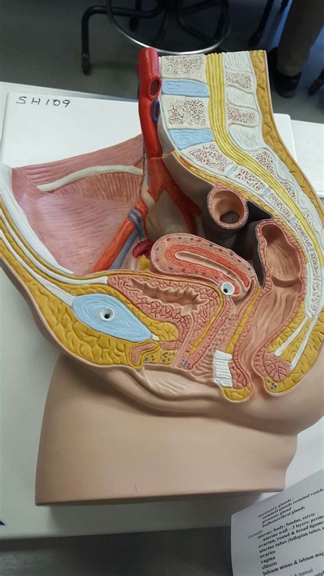 Reproductive 26 Diagram Quizlet