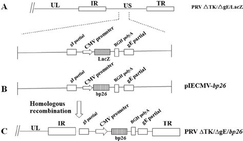 Schematic Showing Construction Of The Recombinant Pseudorabies Virus Download Scientific