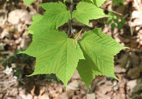 ウリハダカエデの育て方と見分け方など植物の特徴をわかりやすく解説