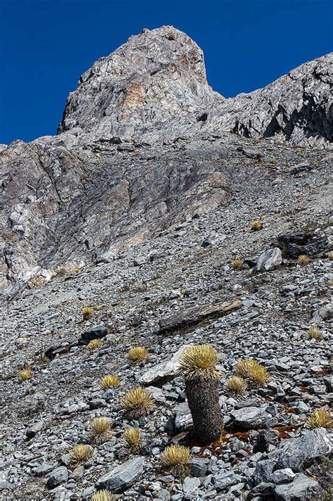 Frailejon Espeletia Photos Diagrams And Topos Summitpost