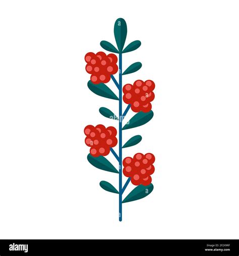 Red Raspberry Plants Stock Vector Images Alamy