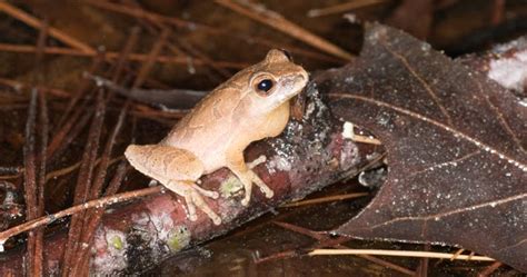 Frog Blog Spring Peeper In Texas Finally Pseudacris Crucifer