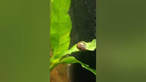 Physa Caracol Youtube