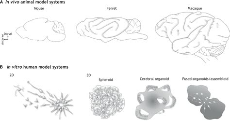 Table 1 From Neuronal Migration In The Cns During Development And Disease Insights From In Vivo