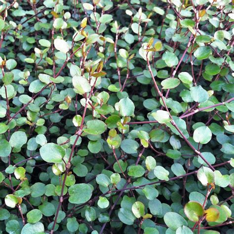 Muehlenbeckia Complexa Maidenhair Vine 35 Pot Little Prince Of