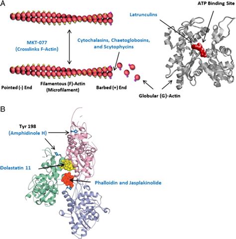Binding Sites Of Microfilament Directed Agents A The Binding Sites Of Download Scientific