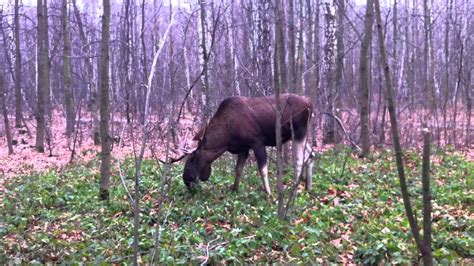 Парнокопытное млекопитающее семейства оленевых пёсик и эксперты в Москве осенью Youtube
