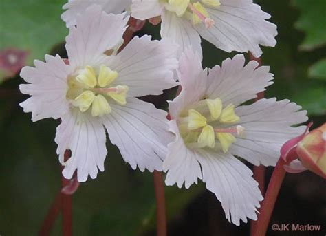 Shortia Galacifolia