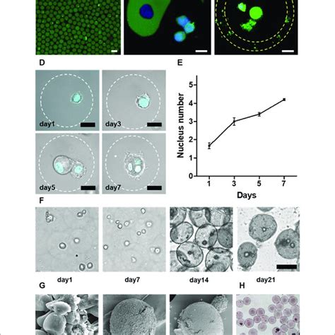 One Step Microfluidic Approach For Large Scale Generation Of Cell Laden Download Scientific