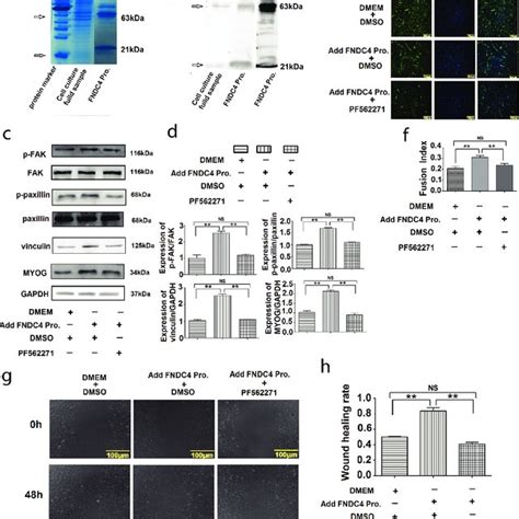 Effect Of Fibronectin Type Iii Domain Containing 4 Fndc4 On The Download Scientific Diagram