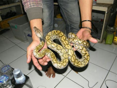 Pin On Madu Reticulated Python Super Dwarf