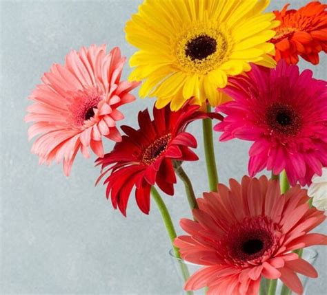 Giant Gerbera Daisy Hybrid Seeds Mix Gerbera Jamesonii Seedcult