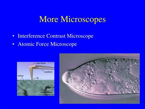 Ppt Microscopes Powerpoint Presentation Free Download Id2924496