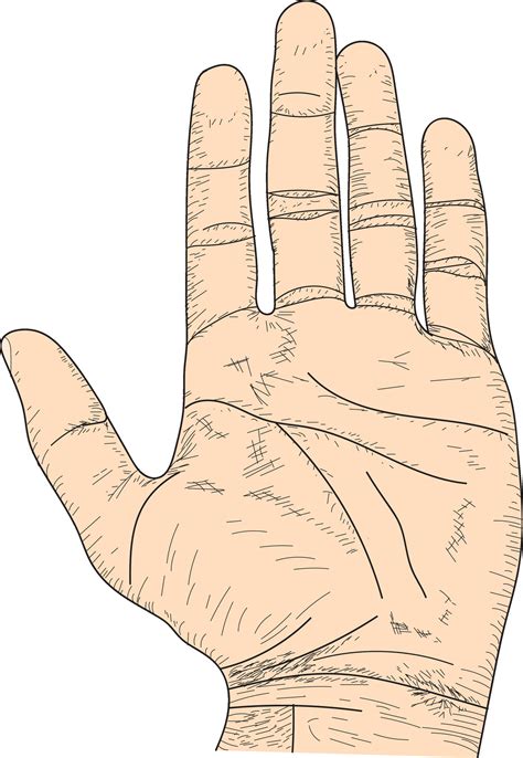 Open Palm Drawing Hand Showing Five Fingers Sketch Line Art Palm