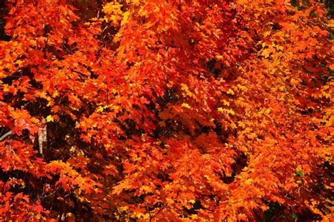 단풍나무 잎 가을 Pixabay의 무료 사진 Pixabay