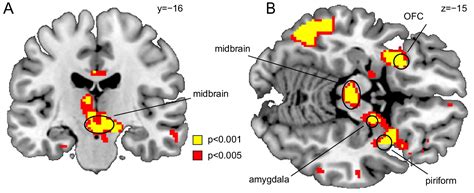 Figures And Data In Sensory Prediction Errors In The Human Midbrain Signal Identity Violations