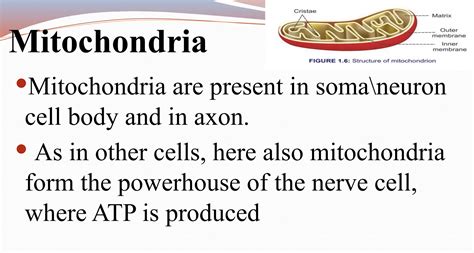 Nervous System Neuron And Neuroglial Cells Structure Of Neuron And