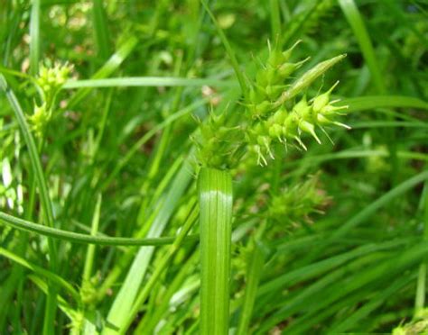 跡見群芳譜 野草譜 ウマスゲ