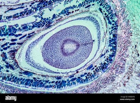 Flower Ovule Under Microscope