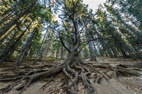 Grandfather Tree Safety Work To Begin Trail Temporarily Closed Cochranenow Cochrane Alberta
