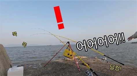 흙탕물로 뒤덥힌 갈색 바다 그런데 계속되는 입질 입질 순식간에 낚시대를 끌고 가버리는 힘 좋은 녀석들 이거 남자한테 좋다는 Youtube