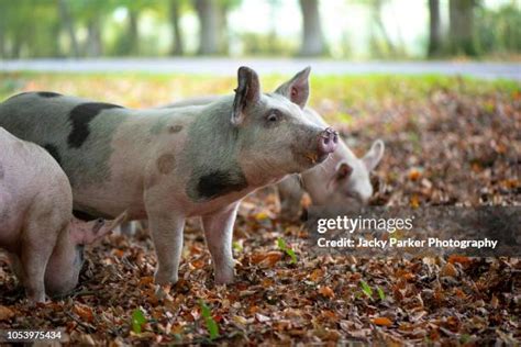 Forest Pig Photos And Premium High Res Pictures Getty Images