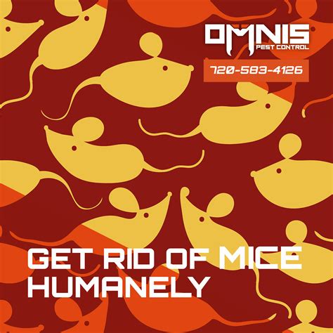 get rid of mice humanely omnis pest control