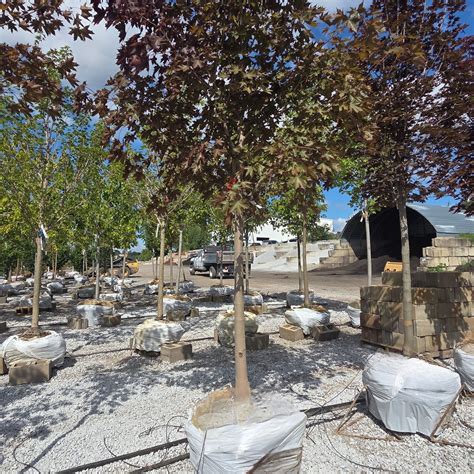 Crimson Sunset Maple Tree Bandb 25 Caliper Alsip Nursery