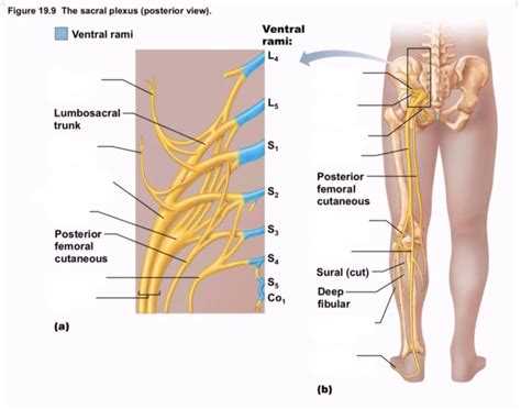 Sacral Plexus Nerves Posterior Quiz