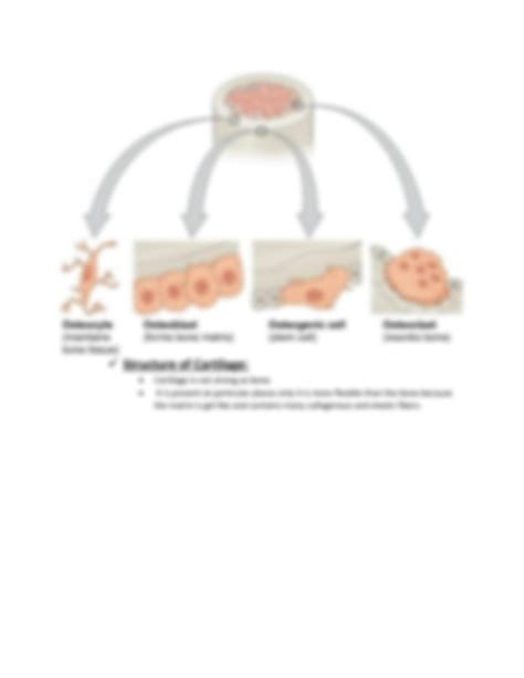 SOLUTION Human Skeleton And Structure Of Bones Studypool