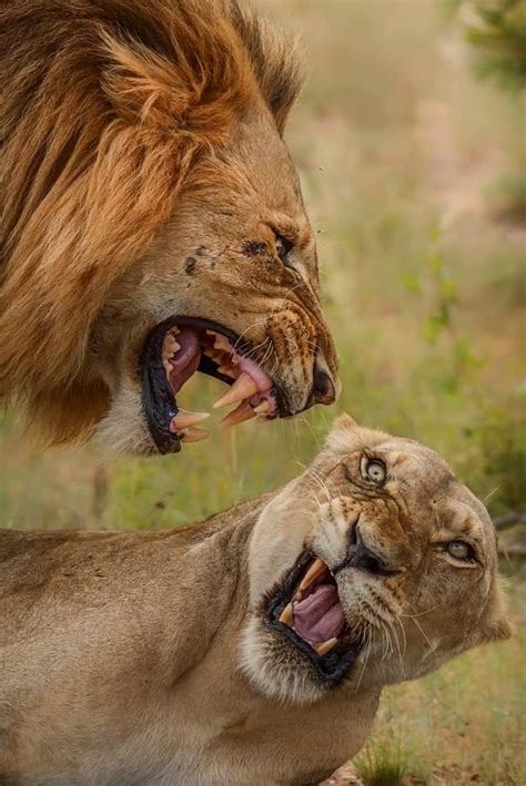 Bataung Sēboko Sa Sēsōthōserotsesepedisetswana Facebook