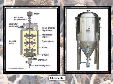 Penicillin Fermentation Process Industrial Production Of Penicillin Pptx