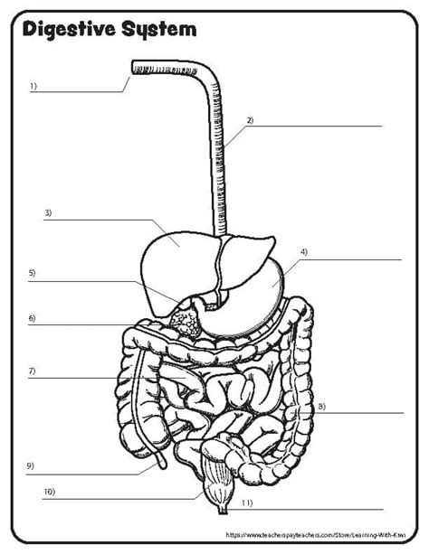 Digestive System Diagram Unlabeled