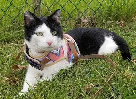 Walking A Cat Step By Step Guide Tails Tips