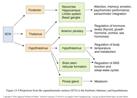 Sleep Disorders Exam 2 Flashcards Quizlet