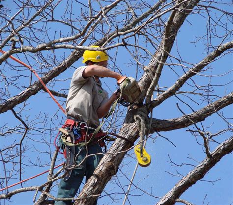 TRIMMING PRUNING We Care Tree Service
