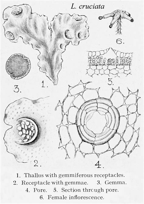 Liverworts Of Britain And Ireland Lunularia Adans