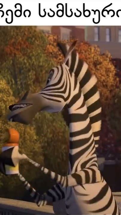 ჩემი სამსახური Qartulad მადაგასკარი Madagascar Zebra Coub Funny