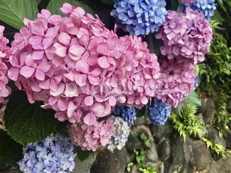 紫陽花の花 No 3648118｜写真素材なら「写真ac」無料（フリー）ダウンロードok