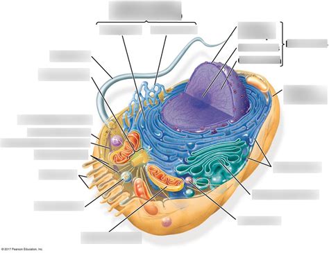 Biology Chapter 6 Diagram Quizlet