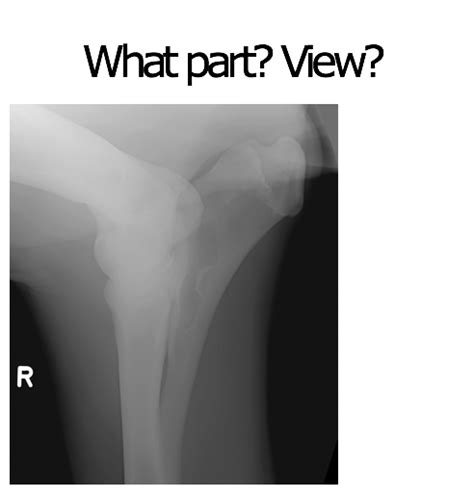 Bovine Elbow Diagram Quizlet