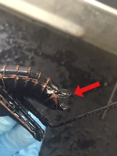 Bio Grasshopper Dissection Flashcards Quizlet