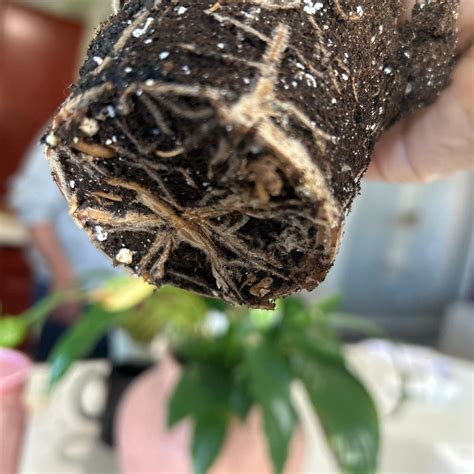 Is This Considered Root Bound Does My Arrowhead Need Re